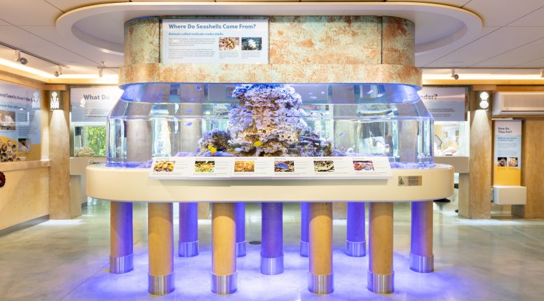 Bailey-Matthews National Shell Museum & Aquarium | Visit Fort Myers