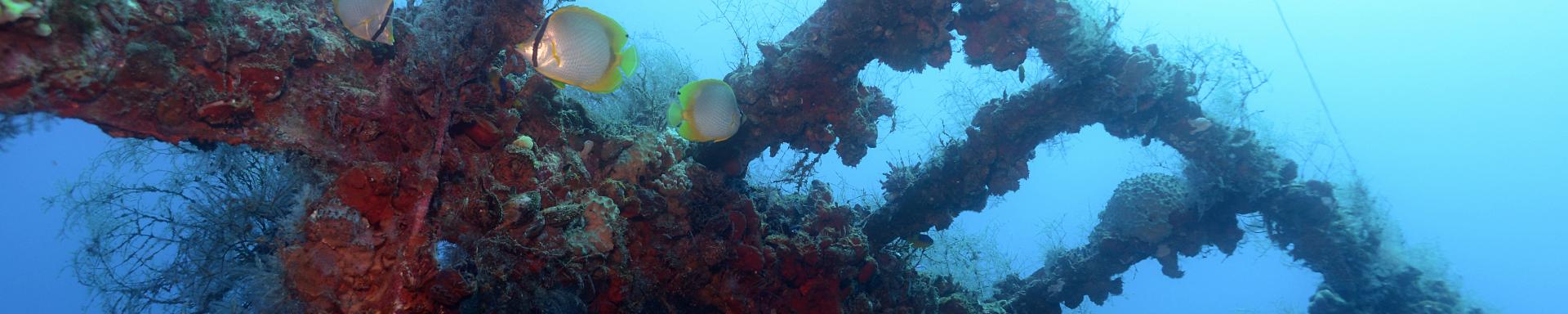 Edison Reef | Visit Fort Myers