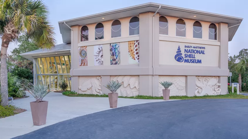 Bailey-Matthews National Shell Museum & Aquarium | Visit Fort Myers
