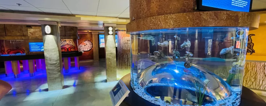 Mollusks and More on National Seashell Day | Visit Fort Myers | SW Florida