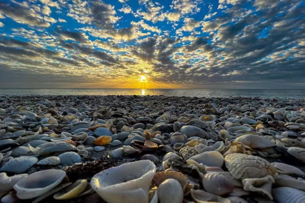 Shelling Beaches - Visit Fort Myers - SW FL Best Shelling